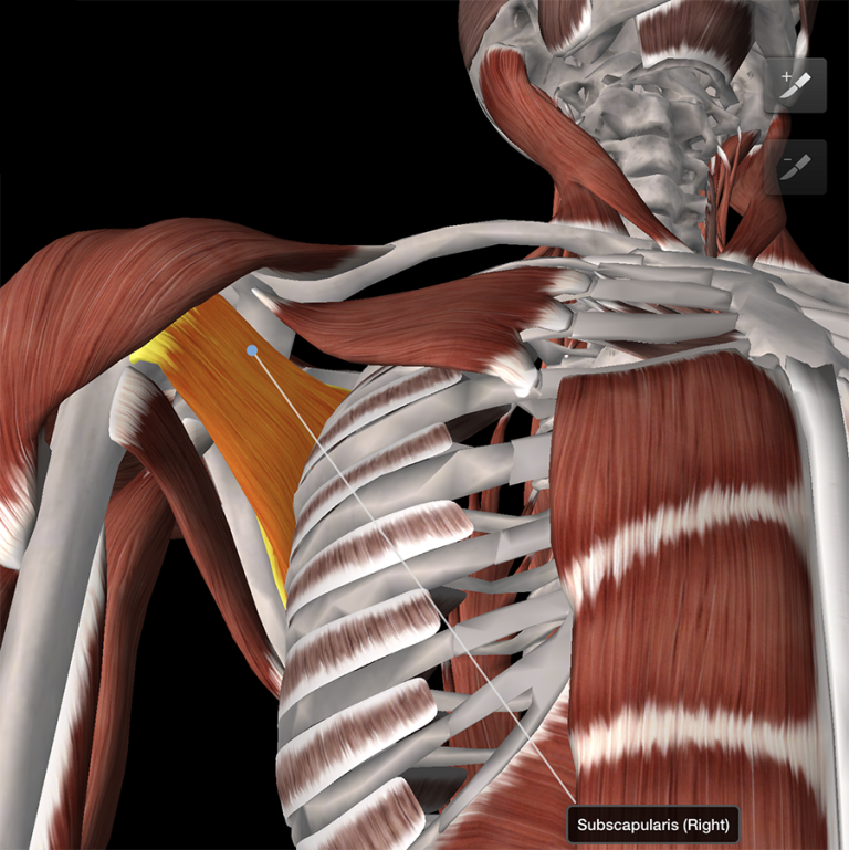 The Subscapularis Muscle - Massage Aha!