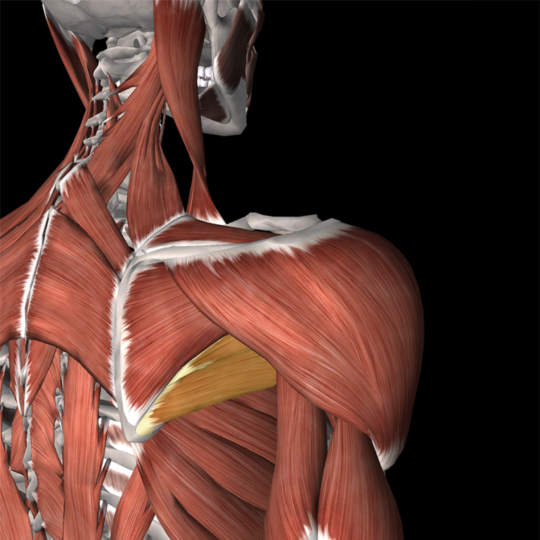 The Teres Major and Teres Minor Muscles - Massage Aha!