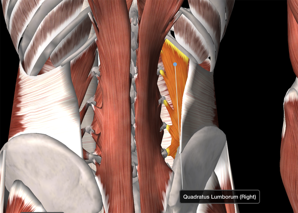 The Quadratus Lumborum Ql Muscle Massage Aha